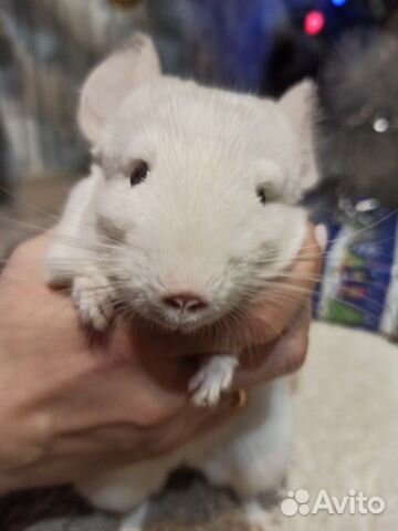 Шиншиленок