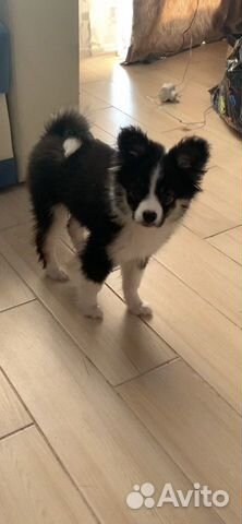 Щенок (помесь шпица)