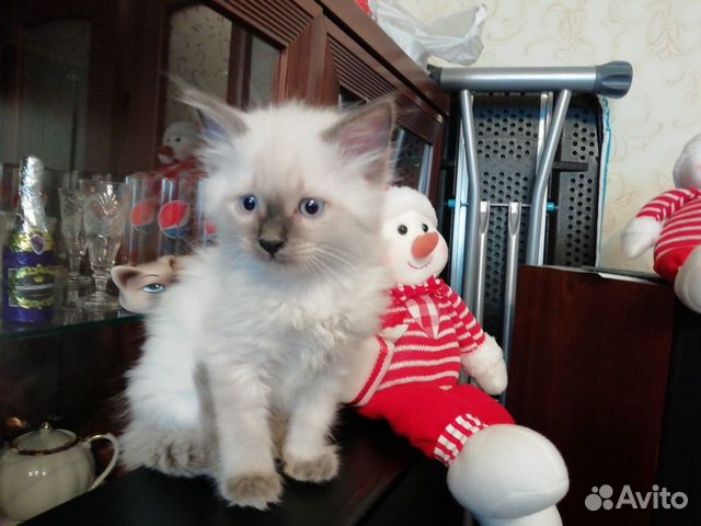 Тайские котята