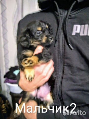 Щенки шпица