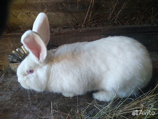 Крол на племя