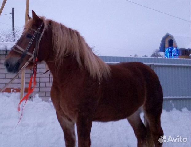 Прадаю кабылу