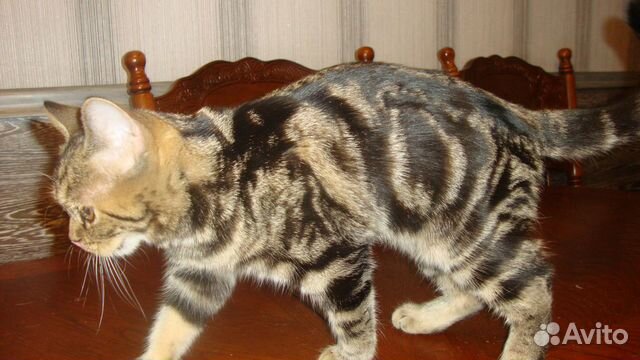 Британские подростки.мраморные