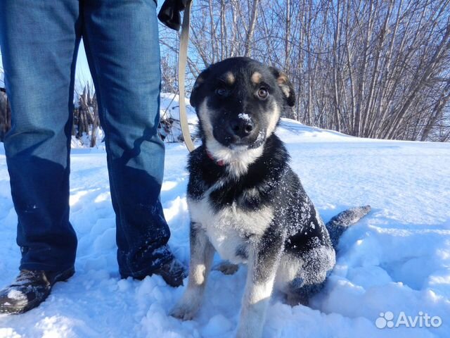 Крупный щенок на охрану