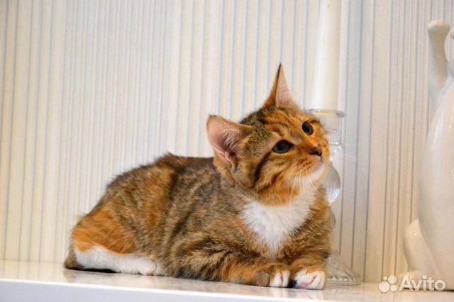 Четырехцветный котенок Глаша в дар 3,5 мес