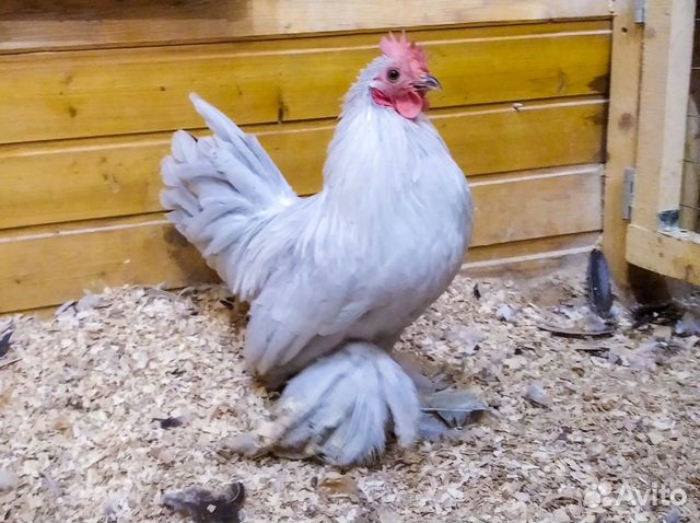 Бентамка (петух)