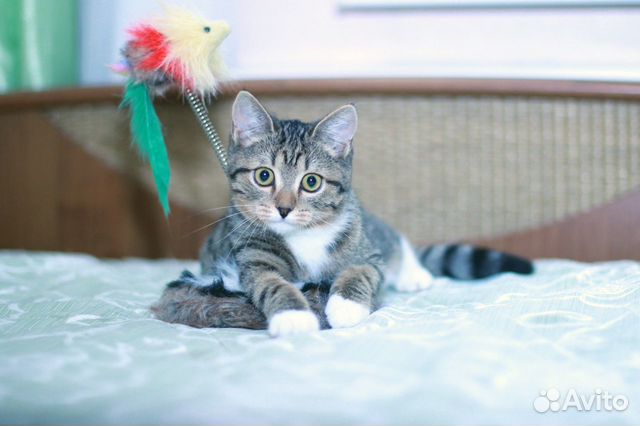 Полосатый котёнок Джейсон, 3.5 мес