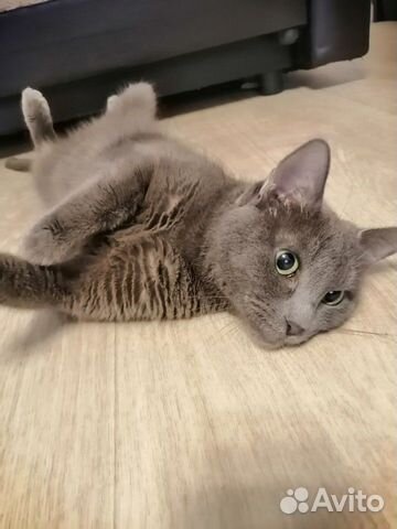 Кошечка Русская голубая