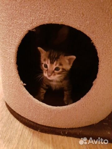 Резерв котёнка бенгальской породы. Рожден 21.12.20