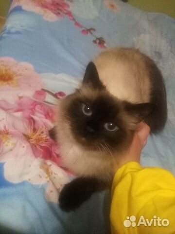 Отдам кошку наполовину сиамка, наполовину священна