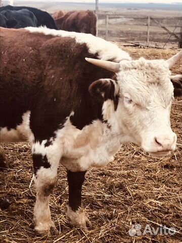 Продажа крс