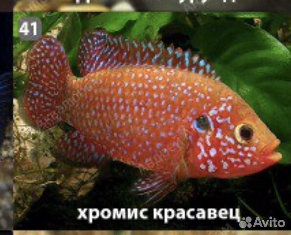 Хромис красавец Цихлиды