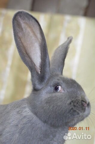 Кролик ризен голубой великаны