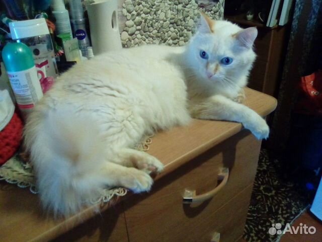 Отдам молодого котика