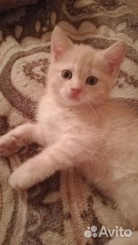 Шотландский прямоухий котёнок