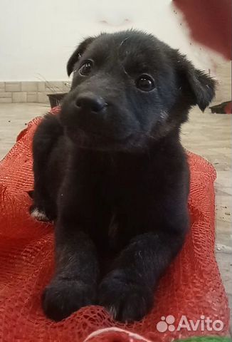 Щеночки в добрые руки