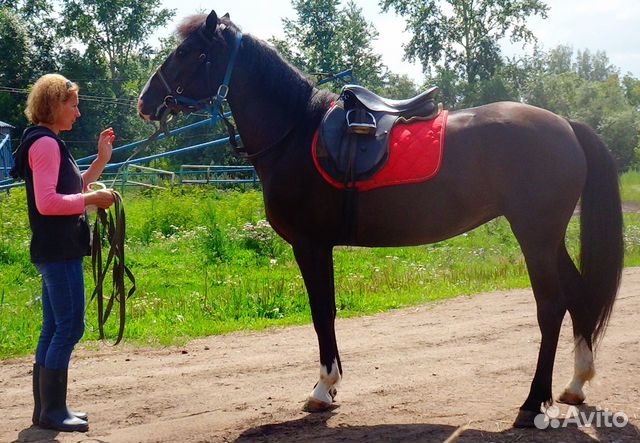 Лошадь хобби-класса