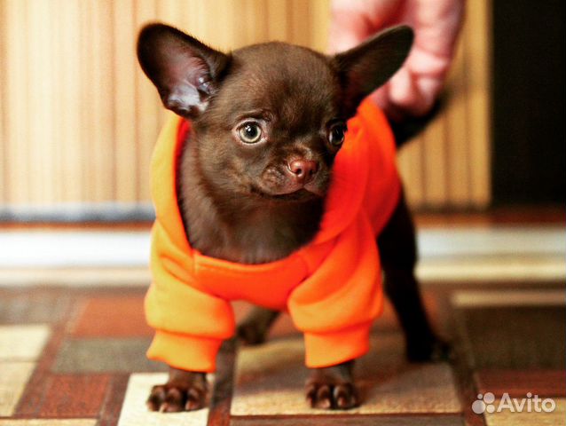 Шоколадные Мальчики. Мини и Стандарт