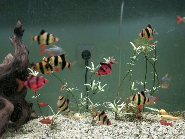 Обменяю на растения и креветок или продам