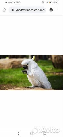 Попугай какаду взрослый, говорящий