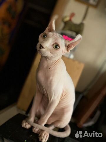 Канадский сфинкс