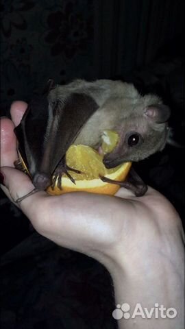 Нильские крыланы (летучая собака)