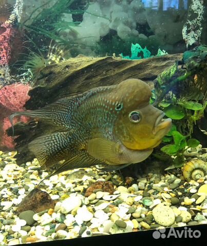 Фловер хорн с аквариумом