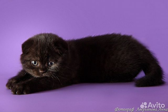 Роскошные мачо и леди