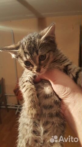 Крохотный котенок, девочка около 1месяца