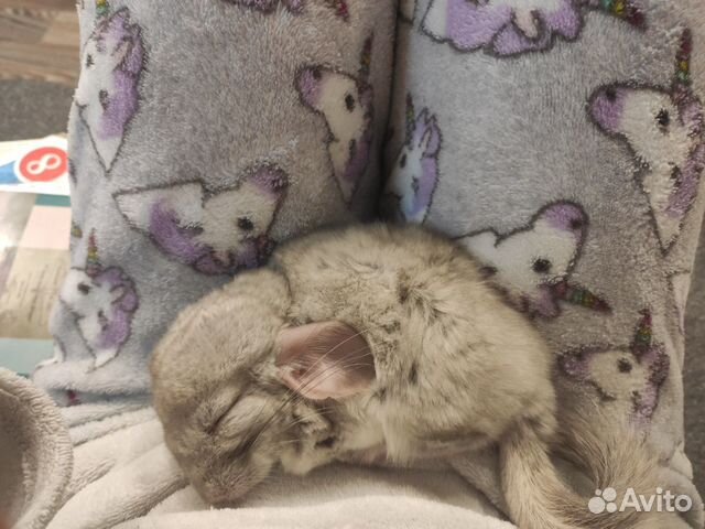 Шиншилла. серо-бежевый мальчик