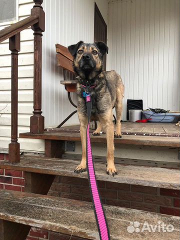 Сонечка в добрые руки