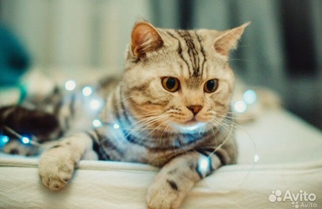 Британский кот. Вязка с котом. Британец. Кот