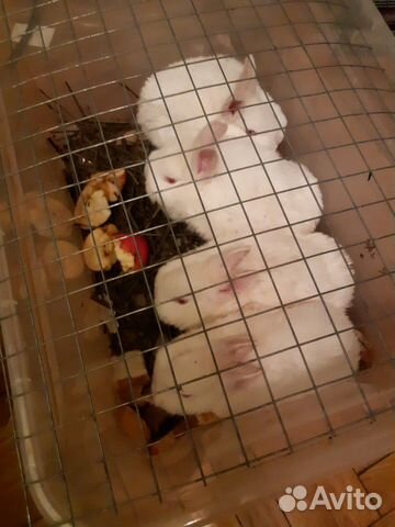 Кролики нзб