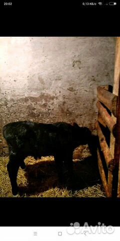 Продам бычка