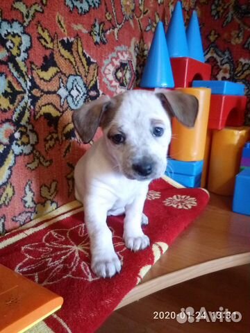 Отдам щеночка