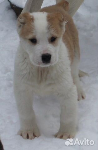 Щеночки сао