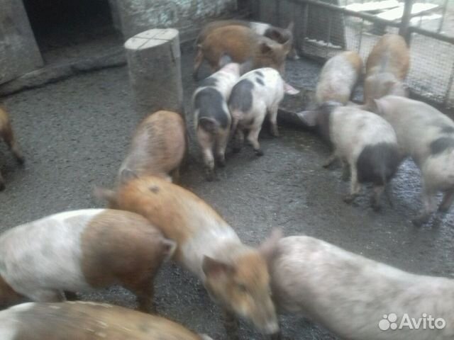Поросятки крупные