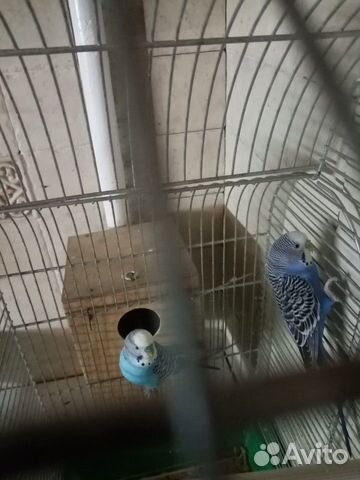 Волнистые попугайчики