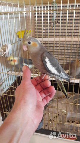 Папугай Корелла