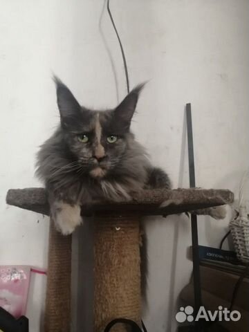 Девочка красотка крупная