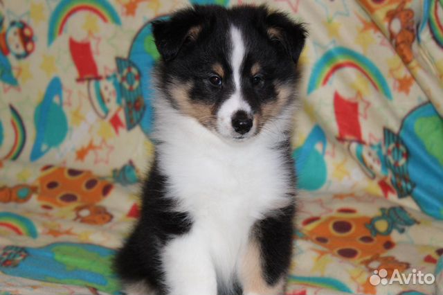 Щенок шелти