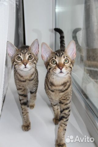 Котенок Саванна Ф5