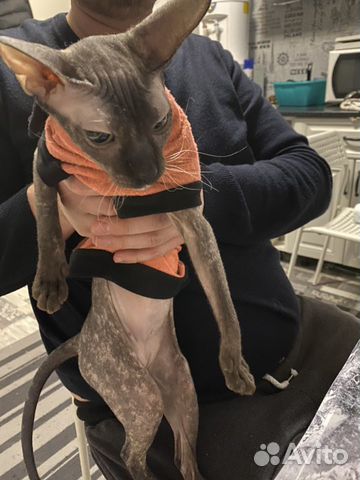 Кошка свинкс