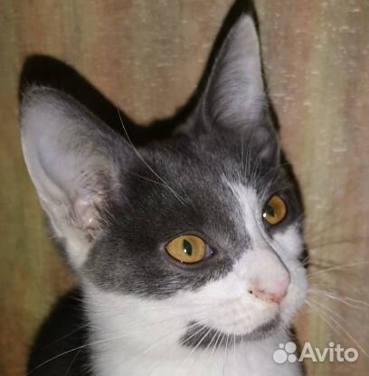 Голубой котенок ориентальный котенок Грейс, 3 м