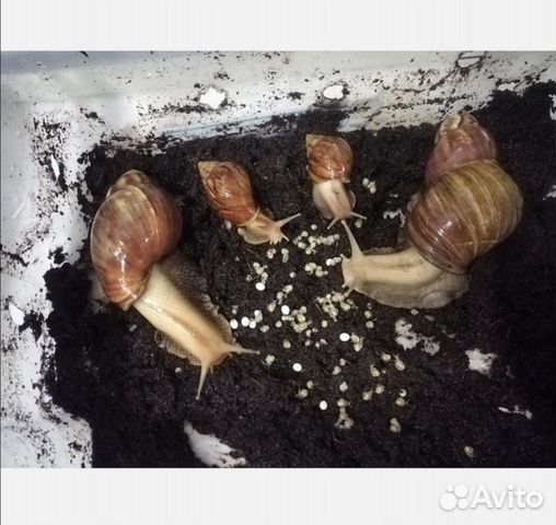 Отдам Улиток Ахатинок