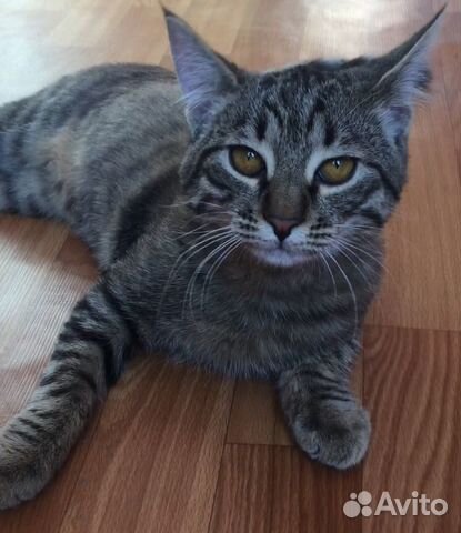 Европейский короткошёрстный кот