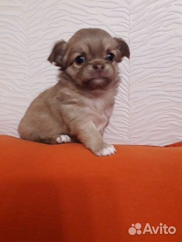 Чихуахуа щенки