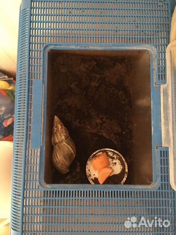 Отдам улитку
