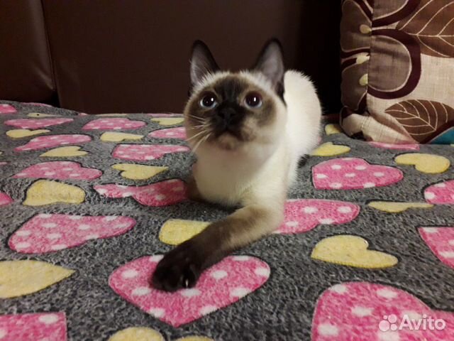 Тойбоб котенок