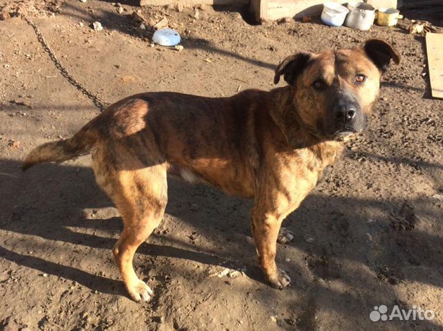 Сторожевой пёс в дар